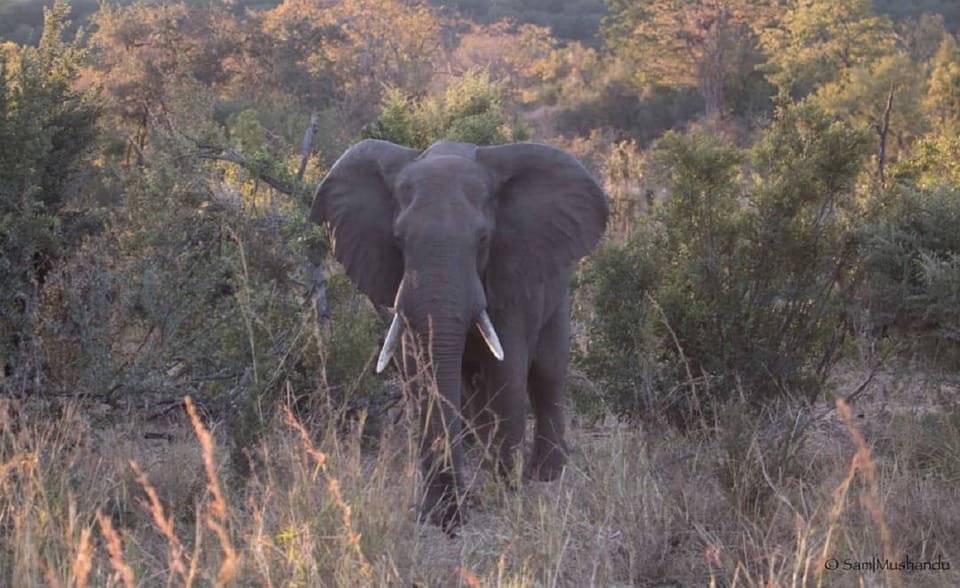 Zambezi National Park Full Day Safari | GetYourGuide