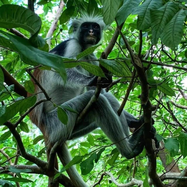 Tour a pie por el bosque de Jozani | GetYourGuide