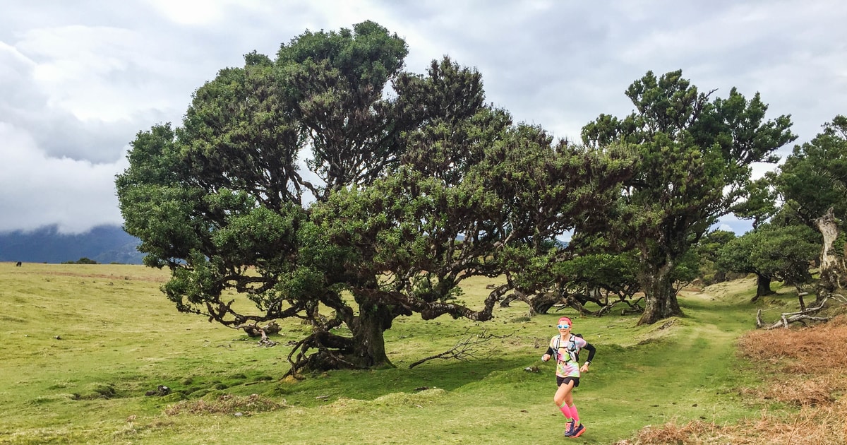 Funchal: Fanal Ancient Forest Running Tour | GetYourGuide