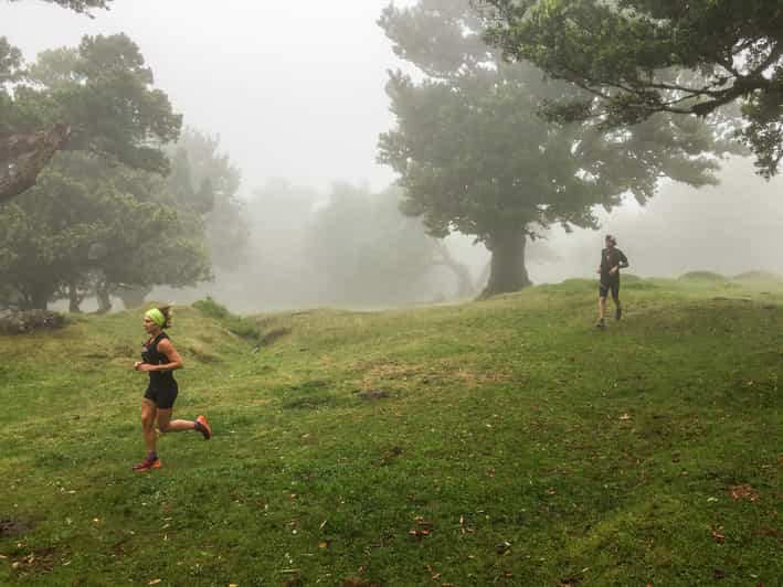 Funchal: Fanal Ancient Forest Running Tour | GetYourGuide