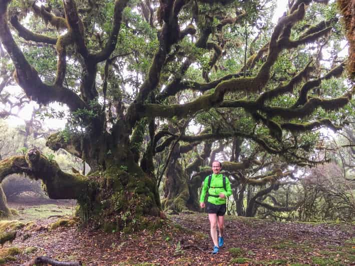 Funchal: Fanal Ancient Forest Running Tour | GetYourGuide
