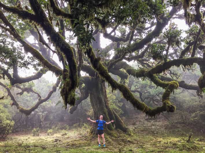 Funchal: Fanal Ancient Forest Running Tour | GetYourGuide