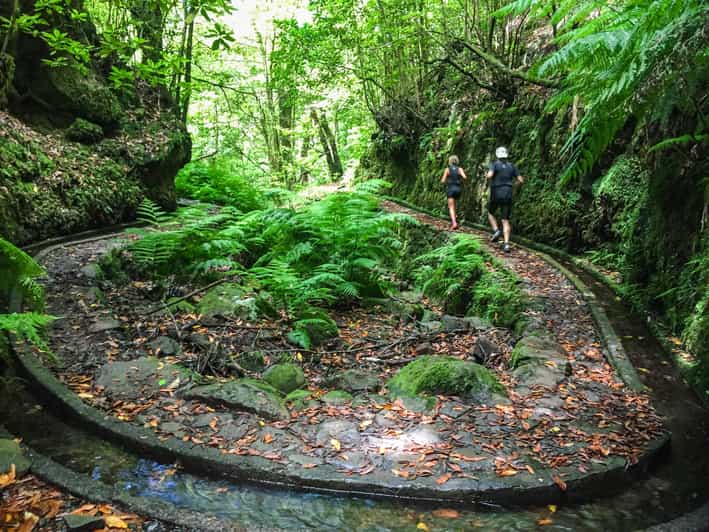 Funchal: Fanal Ancient Forest Running Tour | GetYourGuide
