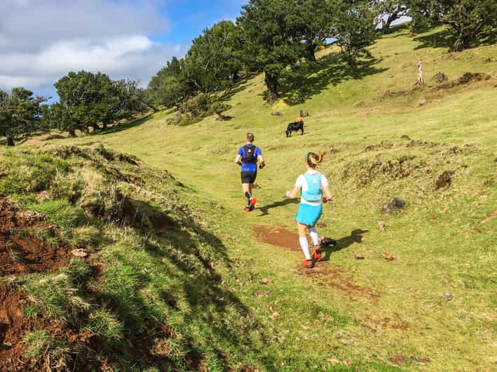 Funchal: Fanal Ancient Forest Running Tour | GetYourGuide