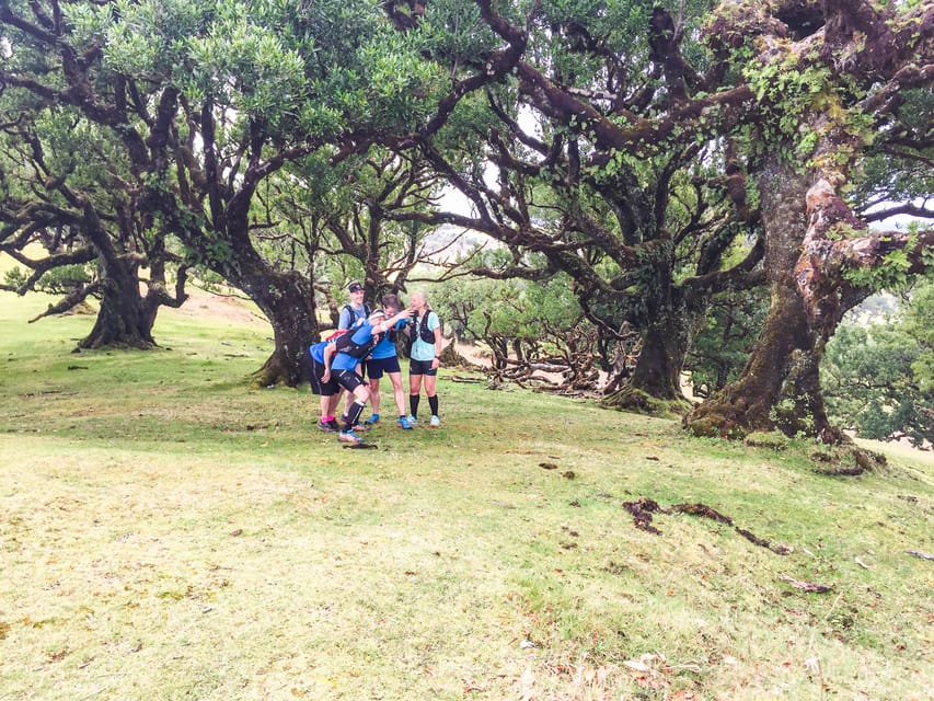 Funchal: Fanal Ancient Forest Running Tour | GetYourGuide