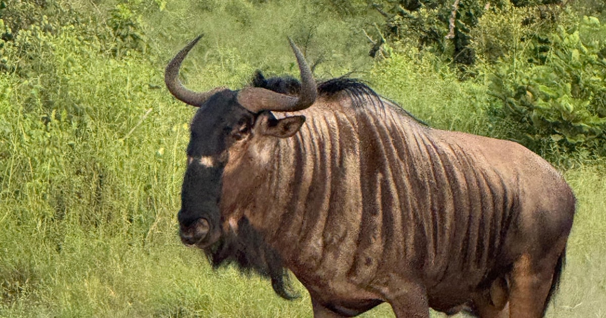 Chobe Overnight Trip, (Night drive, Village Walk, Camping) | GetYourGuide