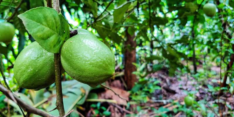 Goa: Spice Plantation Tour and Traditional Local Lunch | GetYourGuide