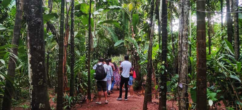 Goa: Spice Plantation Tour and Traditional Local Lunch | GetYourGuide