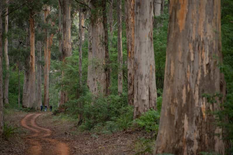 The BEST Pemberton Tours and Things to Do in 2024 - FREE Cancellation ...