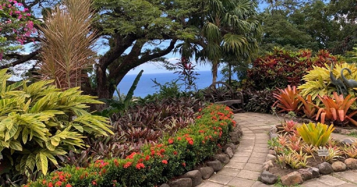 Best of St. Kitts Tour | GetYourGuide