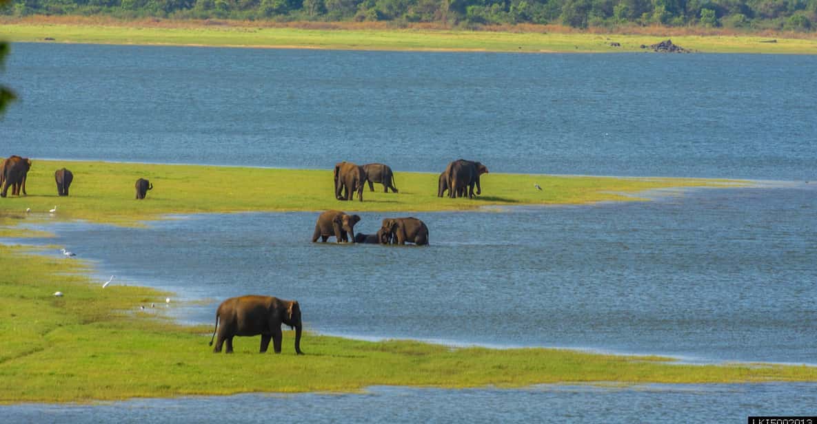 Tusker Safari at Kalawewa National Park | GetYourGuide