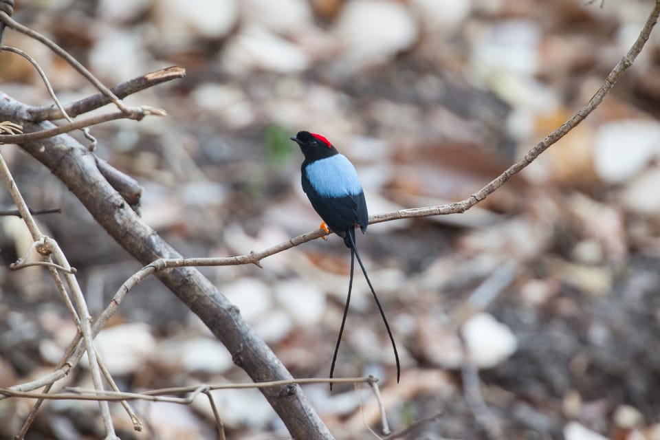 Liberia: Private Bird Watching Tour | GetYourGuide
