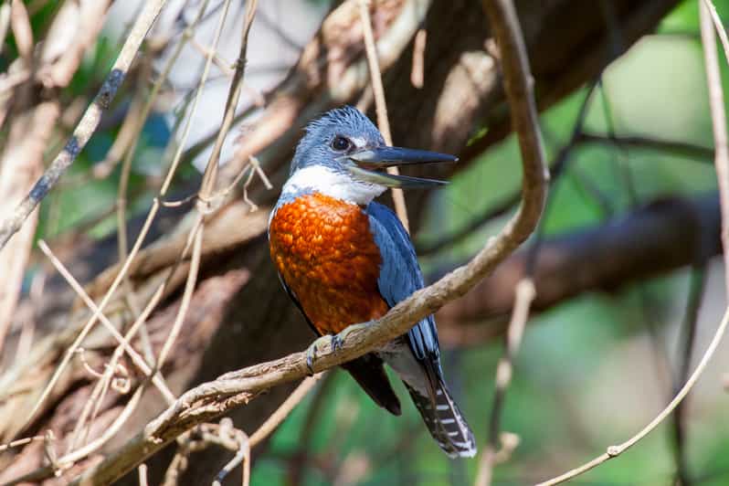 Liberia: Private Bird Watching Tour | GetYourGuide