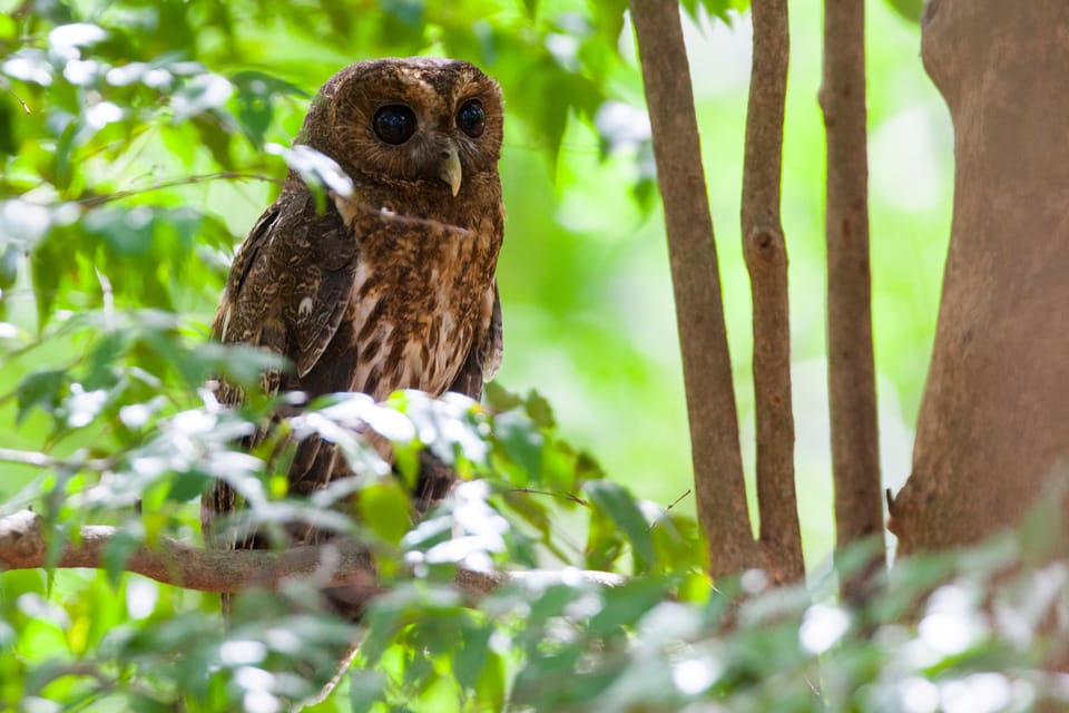 Liberia: Private Bird Watching Tour | GetYourGuide