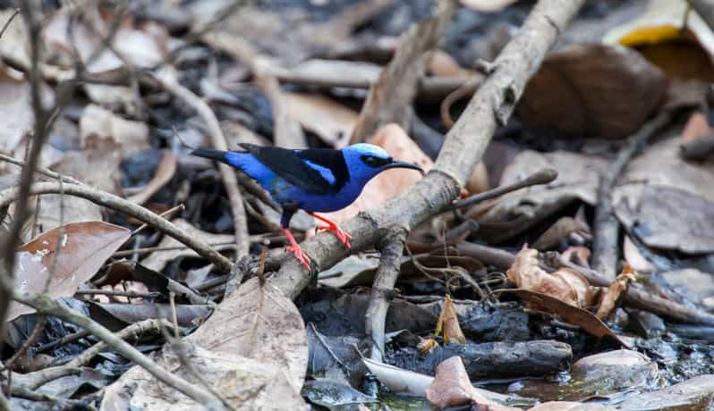 Liberia: Private Bird Watching Tour | GetYourGuide