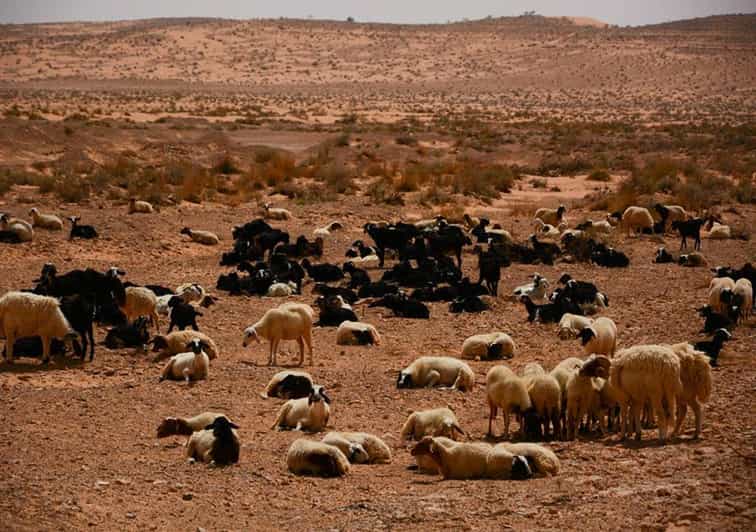 From Djerba: 3-Day Tunisian Desert Tour | GetYourGuide