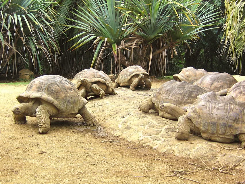 モーリシャス：Bois Cheri、Saint Aubin、La Vanille 自然公園 | GetYourGuide