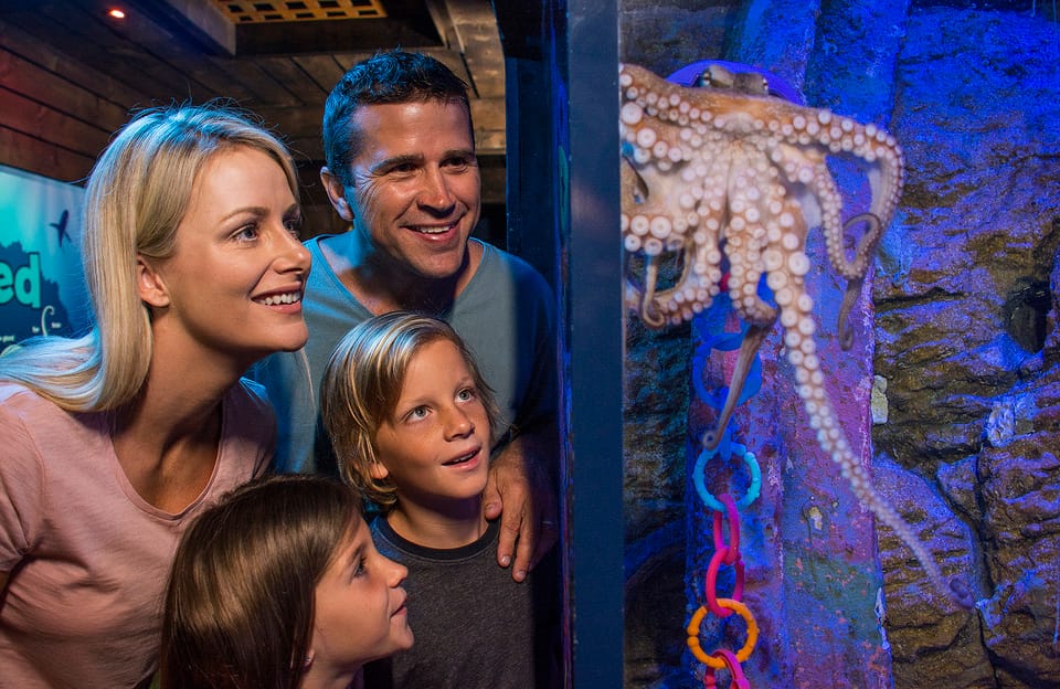 Sunshine Coast: SEA LIFE Sunshine Coast Entry Ticket | GetYourGuide