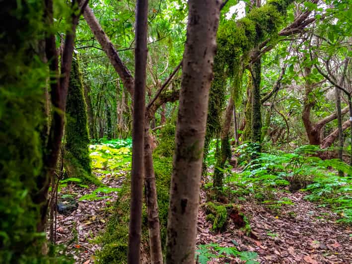 Tenerife: Anaga Rural Park Full-Day Guided Tour | GetYourGuide