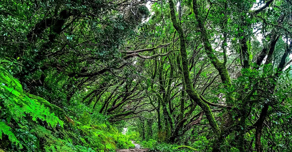 Tenerife: Anaga Rural Park Full-Day Guided Tour | GetYourGuide