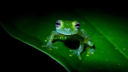 La Fortuna: Evening Frog Safari | GetYourGuide