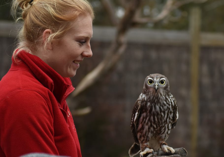 Pearcedale: Inträdesbiljett till Moonlit Sanctuary Conservation Park ...