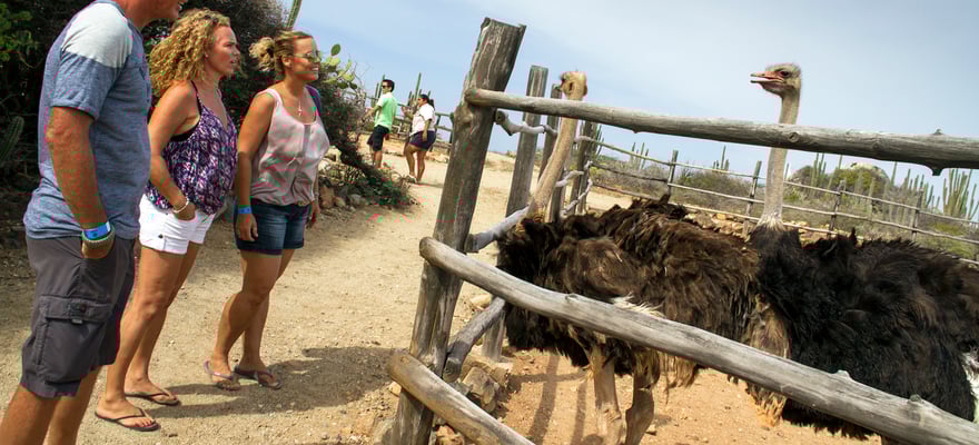 Day Trips from Santa Cruz, Aruba | GetYourGuide