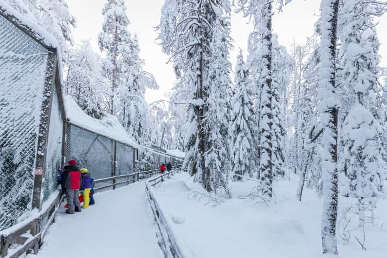 Ranua Wildlife Park Day: Visit the Arctic Animals | GetYourGuide