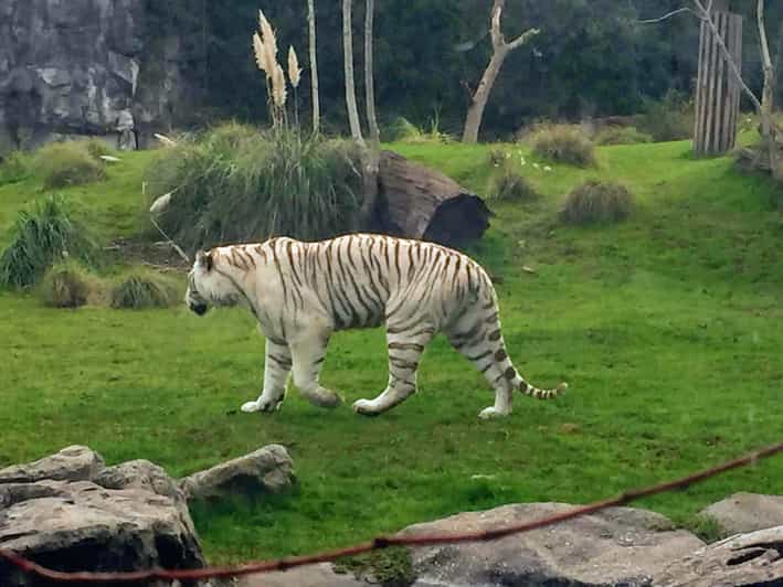 Buenos Aires: Bioparque Temaiken with Transfers | GetYourGuide