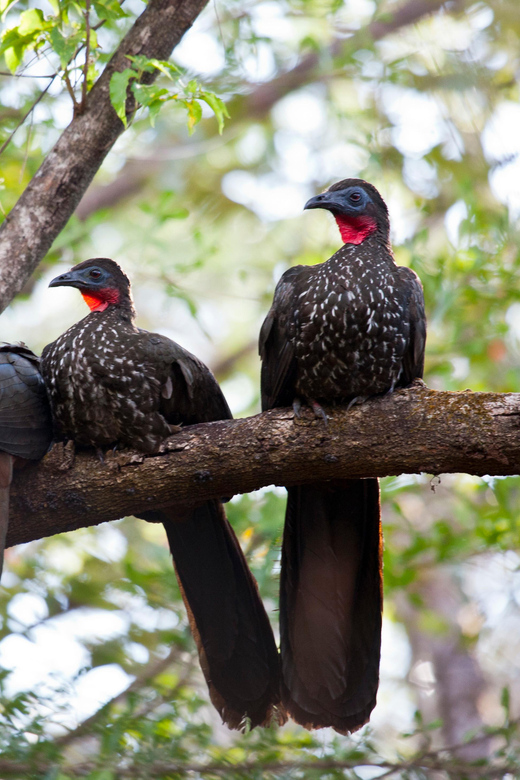 Liberia: Rincón de la Vieja Bird-Watching Tour | GetYourGuide