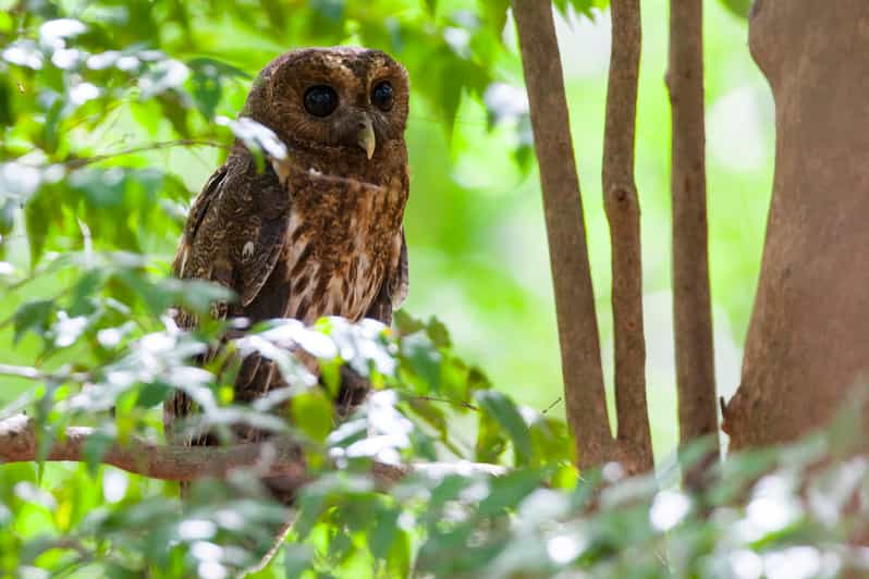 Liberia: Rincón de la Vieja Bird-Watching Tour | GetYourGuide