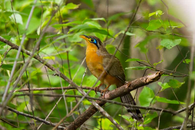 Liberia: Rincón de la Vieja Bird-Watching Tour | GetYourGuide
