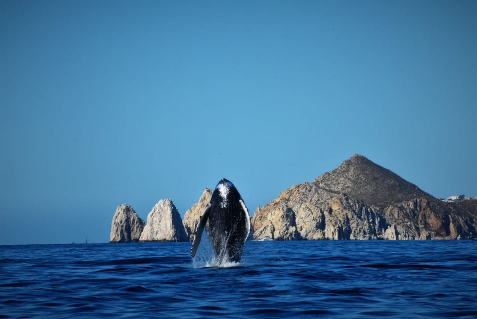 Cabo: 2-Hour Whale Watching Boat Ride with Free Pictures | GetYourGuide