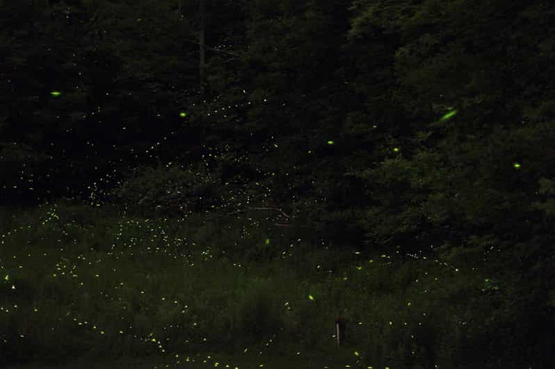 Puerto Princesa: Firefly Watching Bay Cruise with Dinner | GetYourGuide