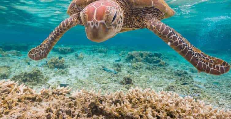 Magawish Island, Hurghada - Tickets & Eintrittskarten | GetYourGuide