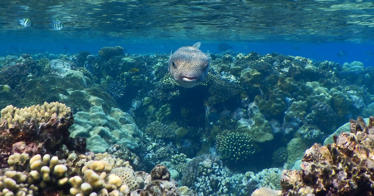 Isole di Hamata: tour con snorkeling da Marsa Alam | GetYourGuide