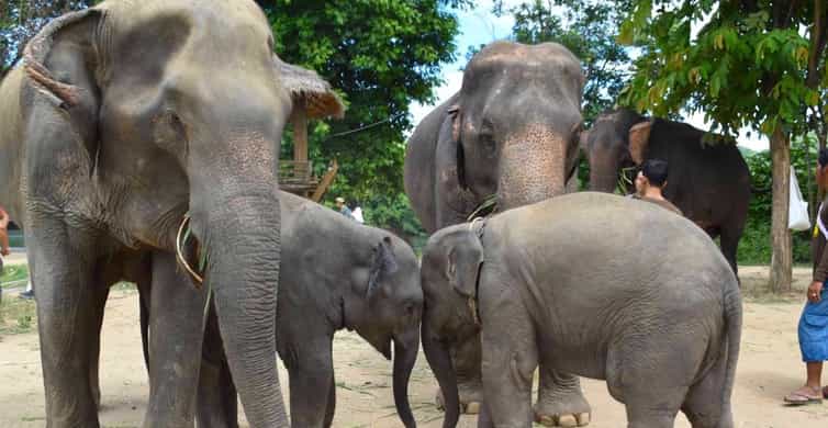 ElephantsWorld, Central Thailand - Book Tickets & Tours | GetYourGuide