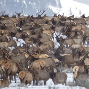 Jackson: Grand Teton and National Elk Refuge Winter Day Trip | GetYourGuide