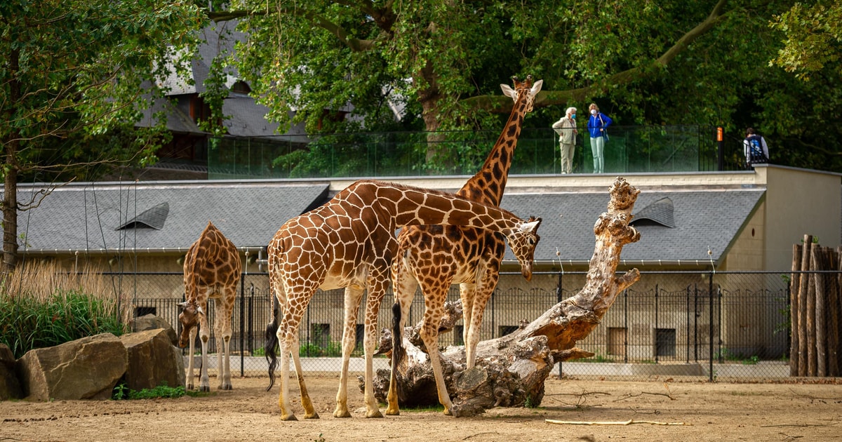 Anversa: Biglietto d'ingresso per lo ZOO | GetYourGuide