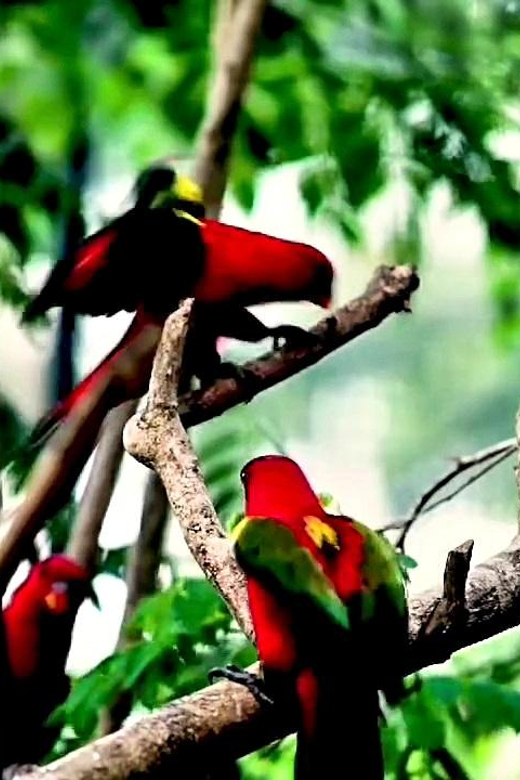 Cebu Safari & Adventure Park: Cebu Cebu: Wildlife Tour with Transfers ...