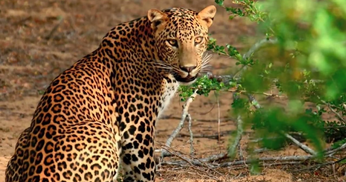 Från Negombo: Wilpattu National Park Safari Guidad tur | GetYourGuide