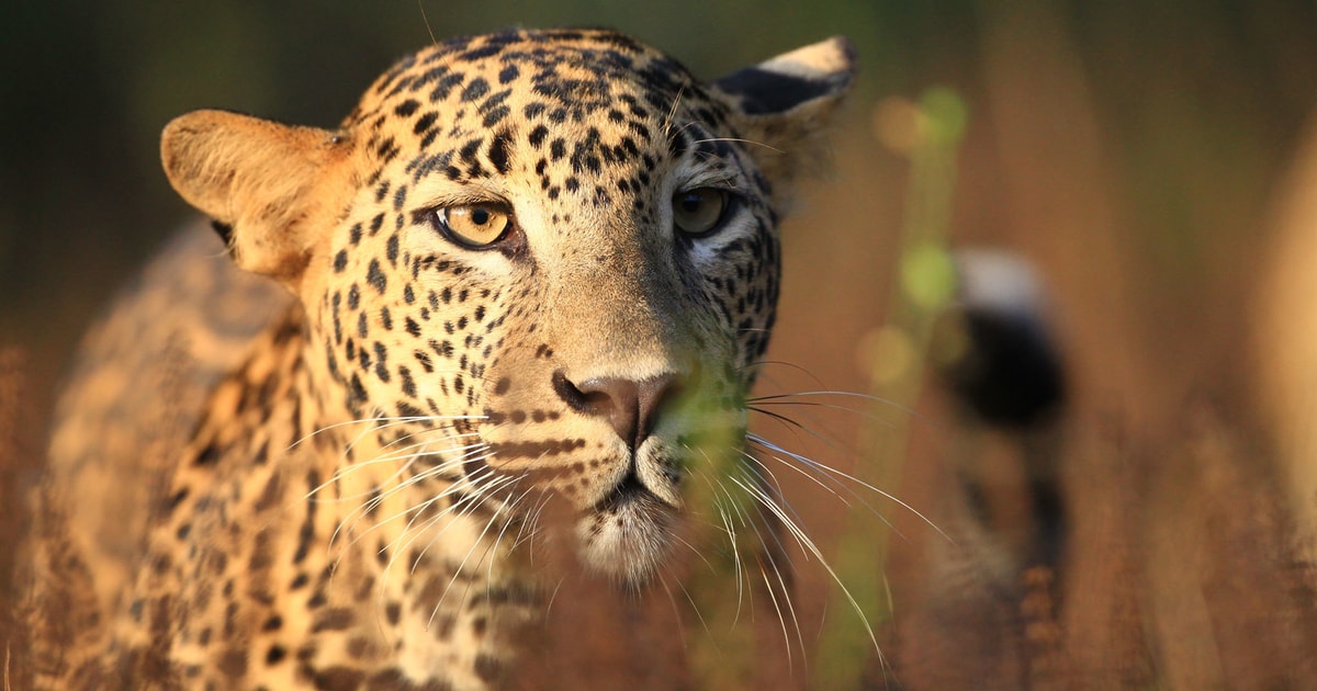 Wilpattu National Park Safari Tour from Negombo | GetYourGuide