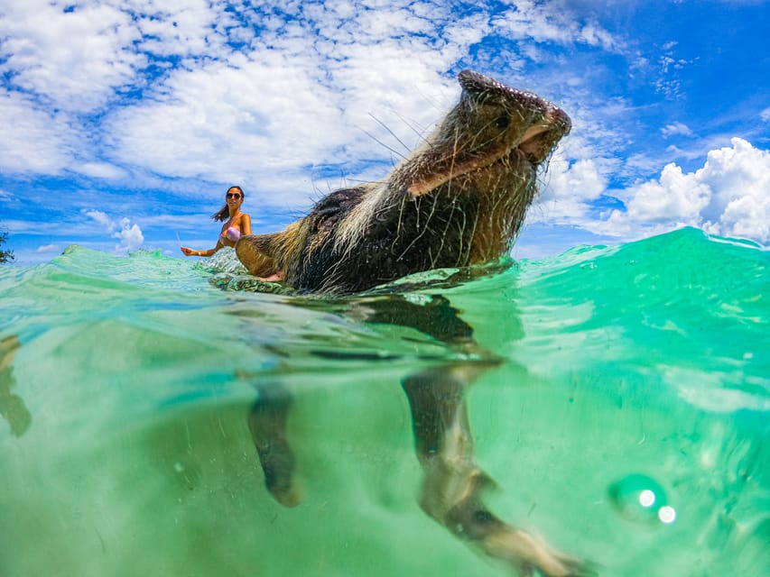 Nassau: Sun Cay and Swimming Pigs Boat Trip with Lunch | GetYourGuide