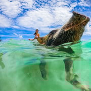 Nassau: Sun Cay and Swimming Pigs Boat Trip with Lunch | GetYourGuide