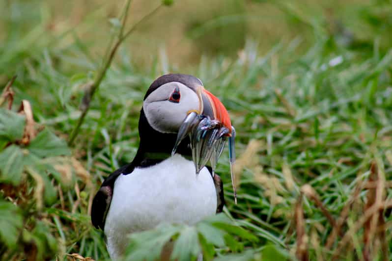 Reykjavik: 1.5-Hour Puffin Watching Tour | GetYourGuide