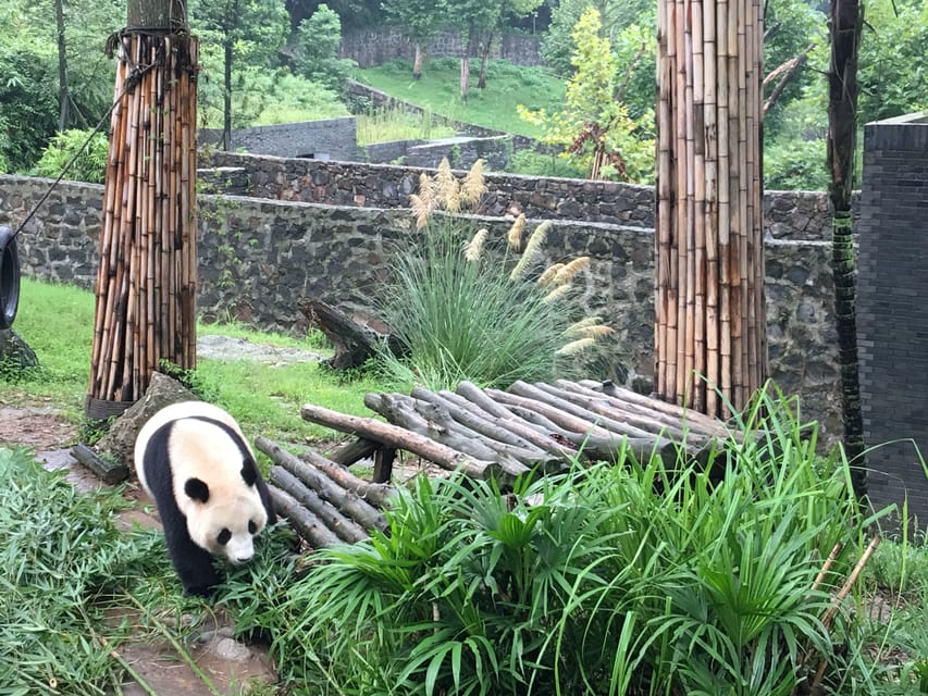 Chengdu: Panda Tour at Panda Breeding Base | GetYourGuide