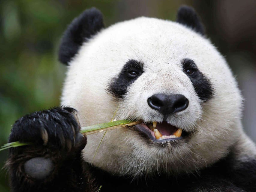 Chengdu: Panda Tour at Panda Breeding Base | GetYourGuide