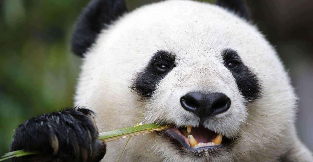 Chengdu: Panda Tour at Panda Breeding Base | GetYourGuide