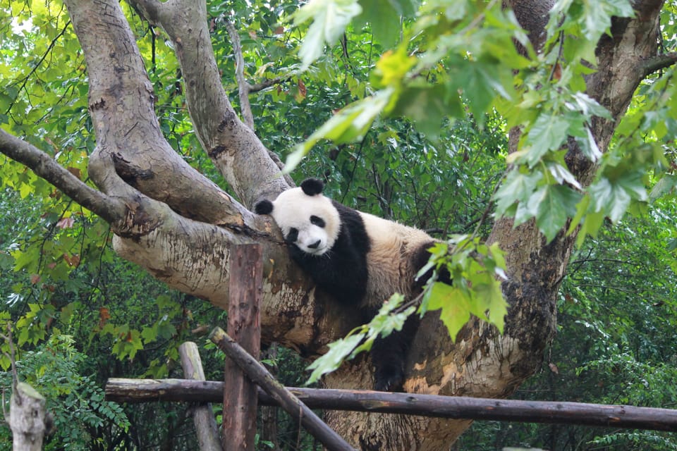Chengdu: Panda Tour at Panda Breeding Base | GetYourGuide