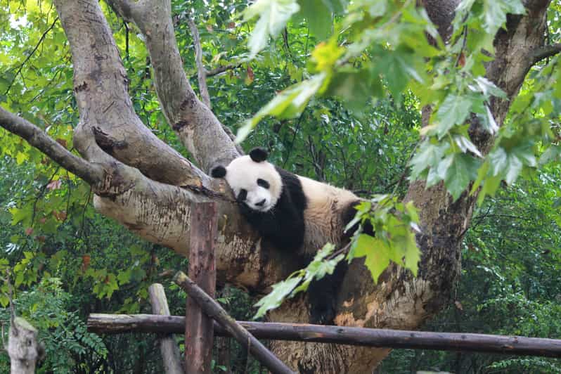 Chengdu: Panda Base Half Day Group Tour | GetYourGuide